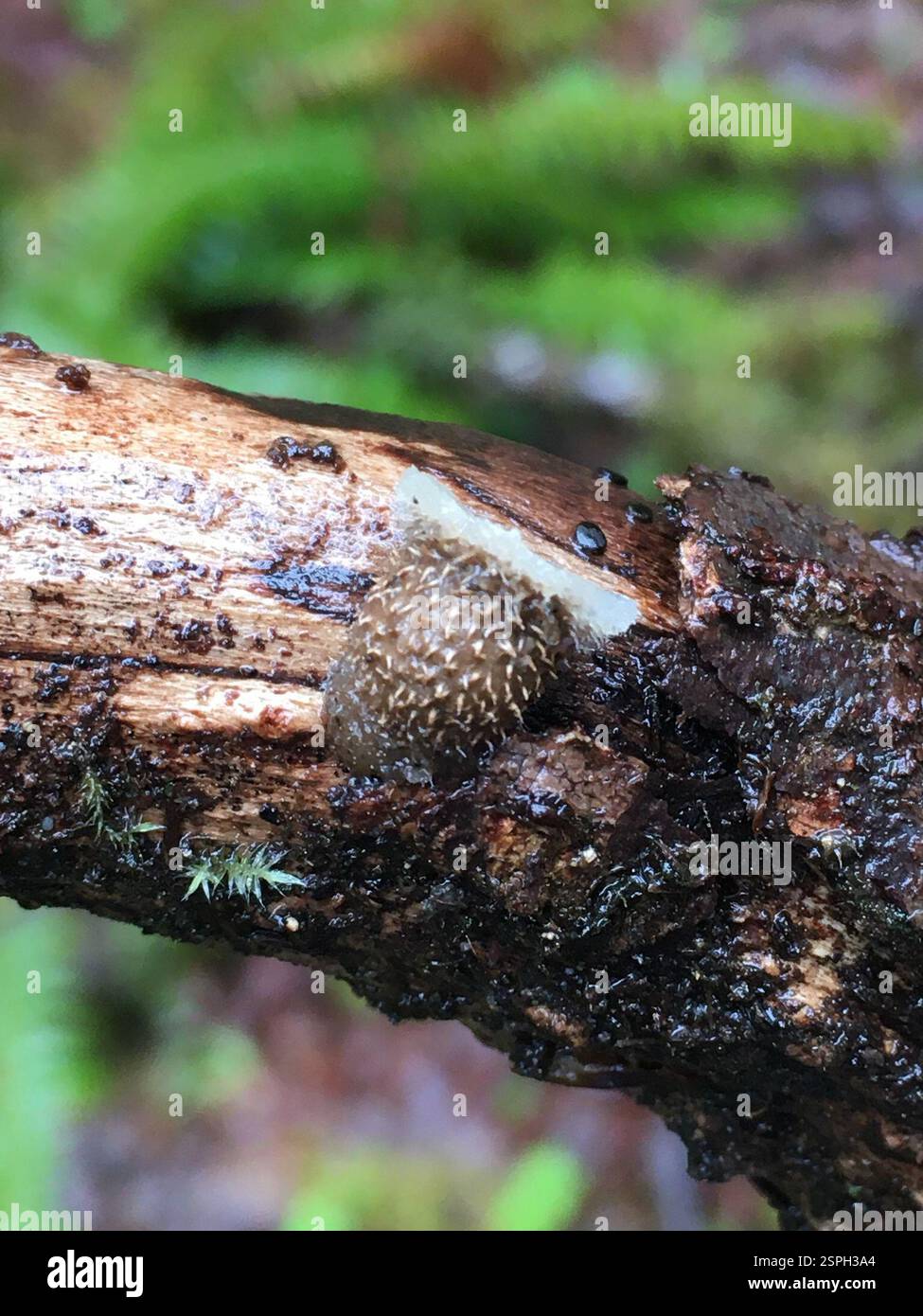 (Nidula), Fungi, Olympic, Olympic National Park, Jefferson County, US ...
