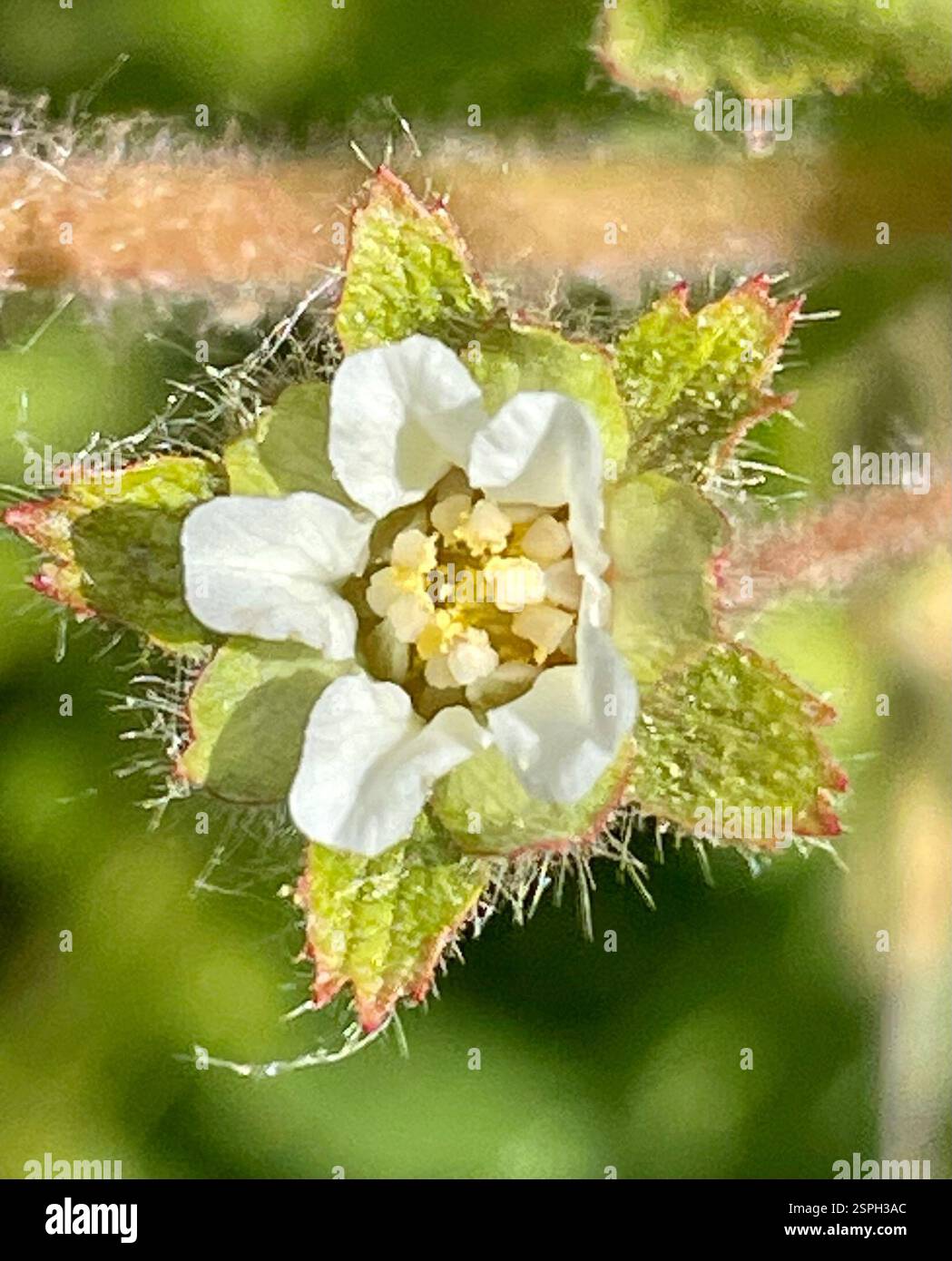 California horkelia (Horkelia californica), Plantae, Fort Ord National ...