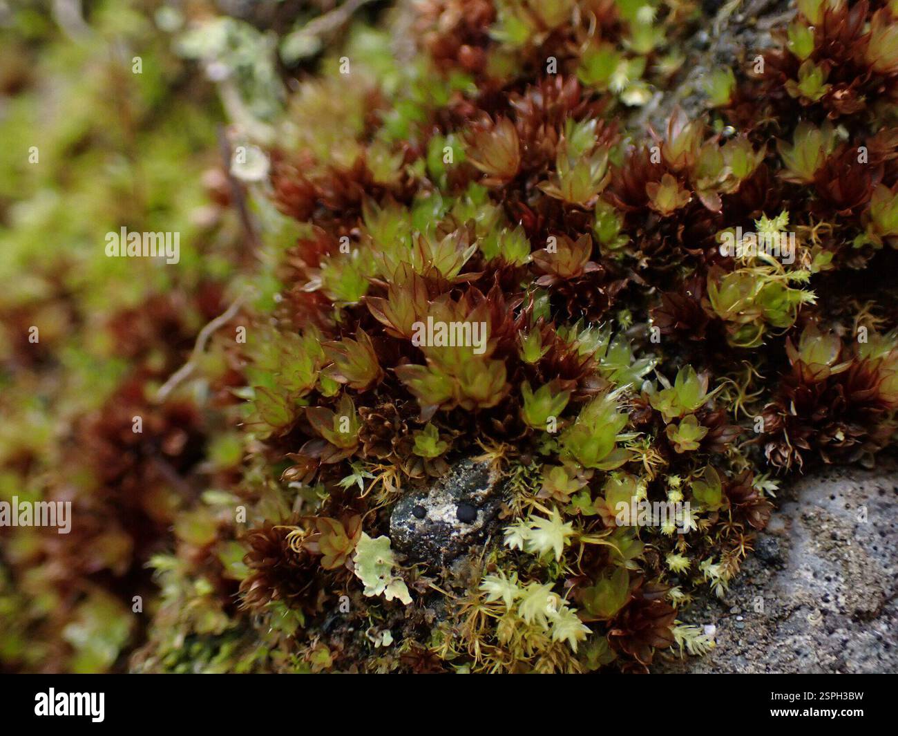 Capillary Thread-moss (Ptychostomum capillare), Plantae, Comox Valley ...