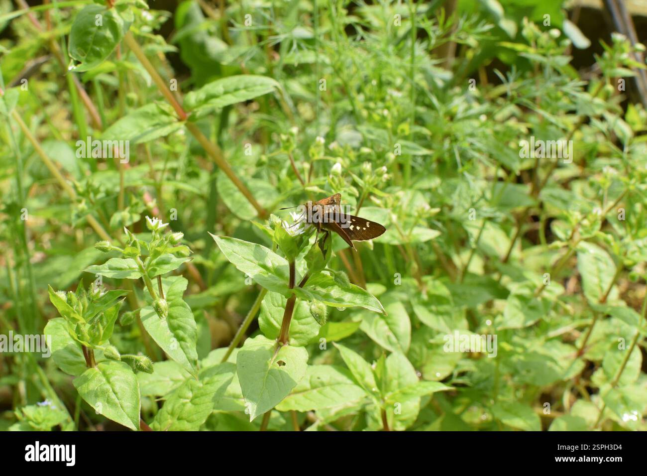(Baoris leechii), Insecta, 中国浙江省杭州市余杭区 Stock Photo - Alamy