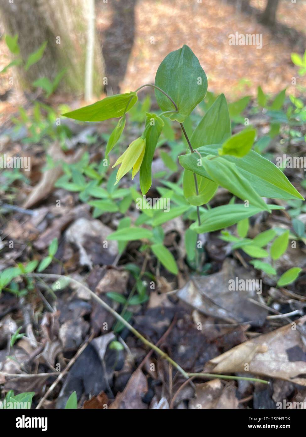 perfoliate bellwort (Uvularia perfoliata), Plantae, Lookout Mountain ...