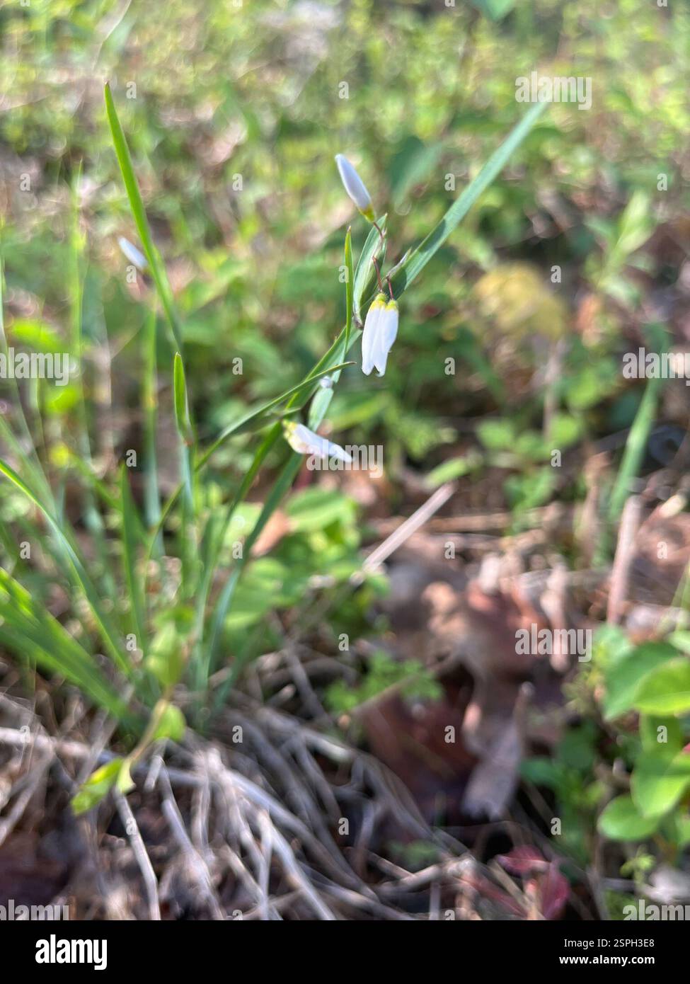 white blue-eyed grass (Sisyrinchium albidum), Plantae, Lookout Mountain ...
