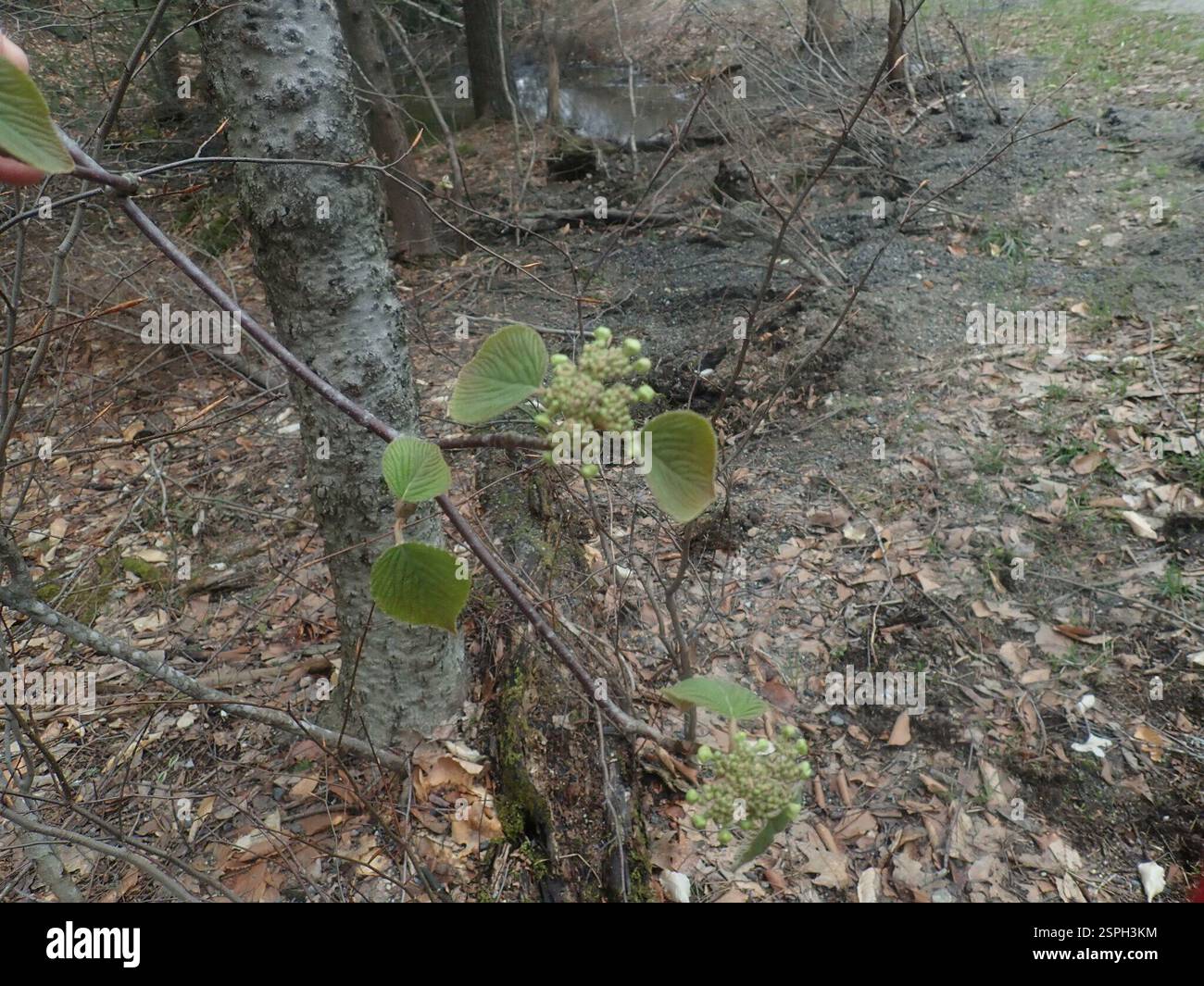 hobblebush (Viburnum lantanoides), Plantae, Ashfield, MA, USA Stock ...