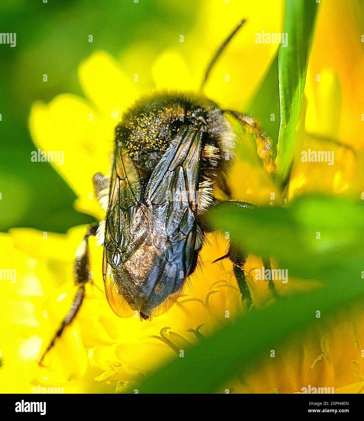 Common Mourning Bee (Melecta albifrons), Insecta, Lincoln, UK Stock ...