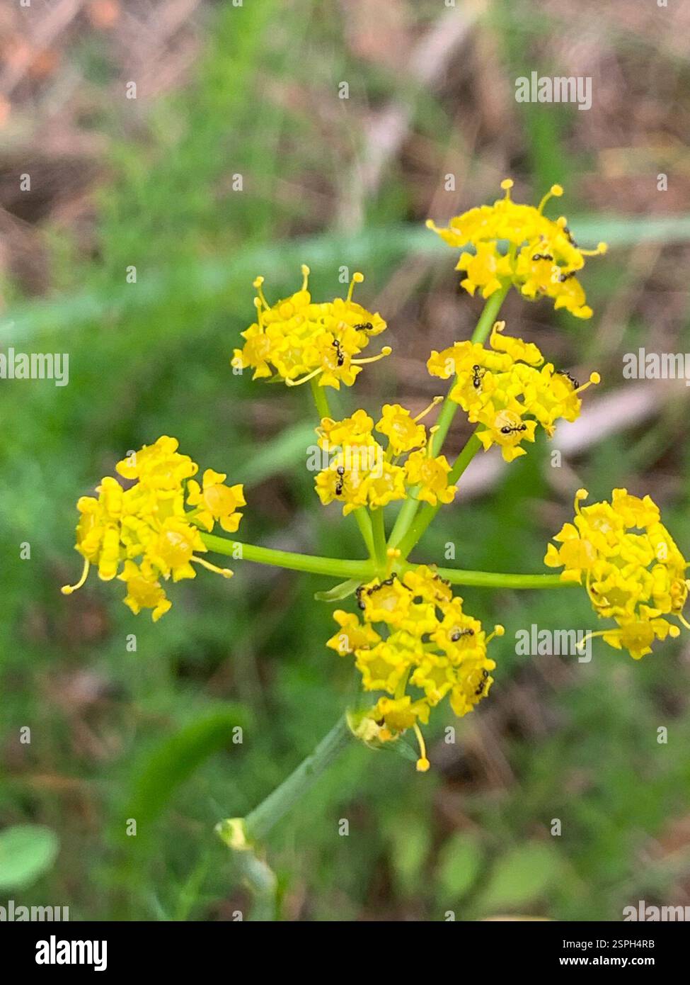 Lesser Fennel (Ferulago humilis), Plantae, Mezarlik Ici Yolu, Ula ...