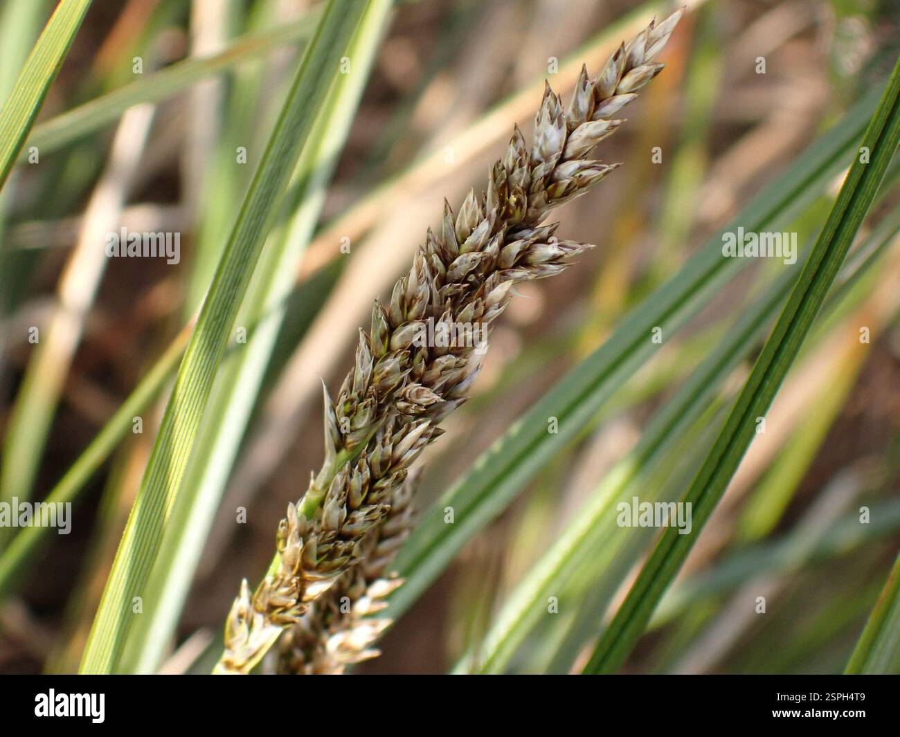 Greater tussock sedge carex paniculata hi-res stock photography and ...