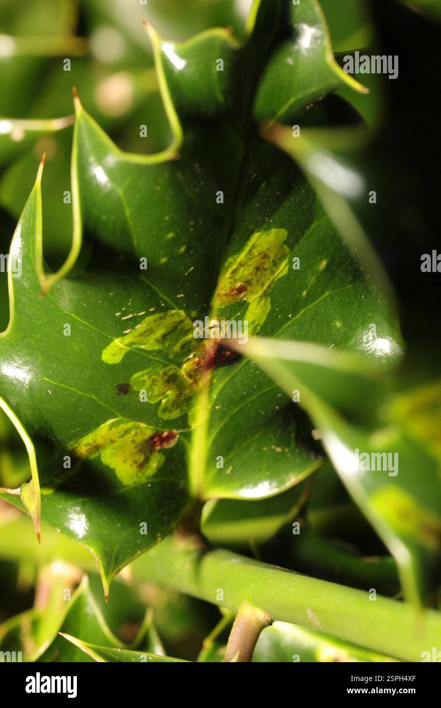 European Holly Leafminer (Phytomyza ilicis), Insecta, Bailey's Lane ...