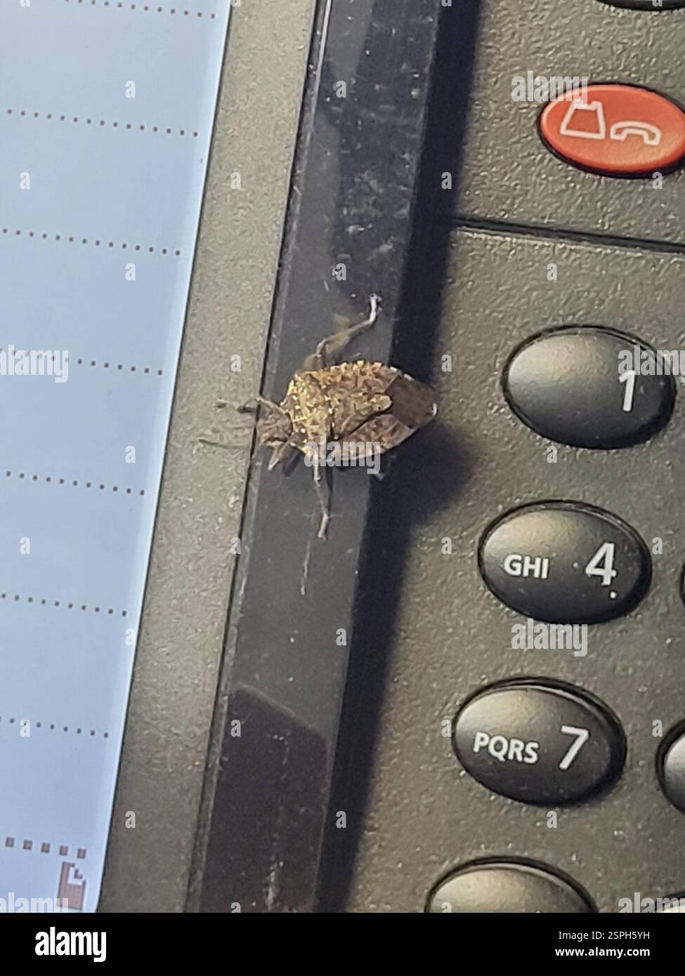 Brown Marmorated Stink Bug (Halyomorpha halys), Insecta, Chardon ...
