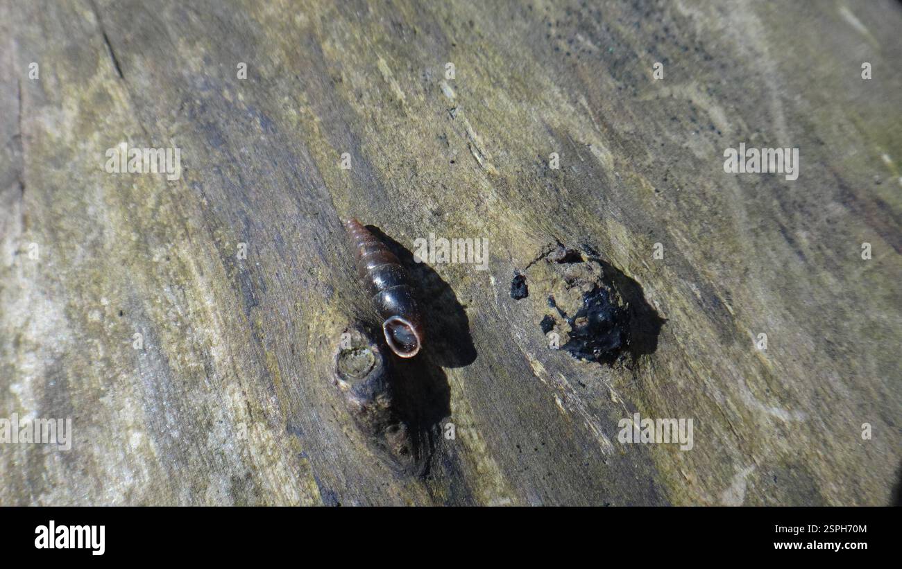 Plaited Door-snail (Cochlodina laminata), Mollusca, Маньківський район ...