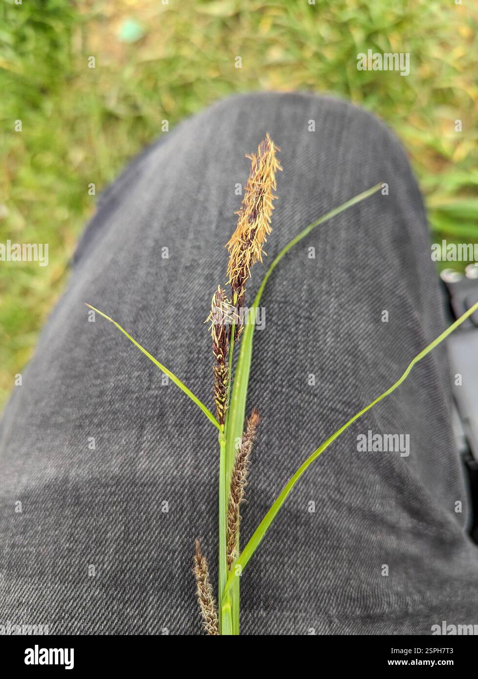 true sedges (Carex), Plantae, Stratford, London, UK Stock Photo - Alamy