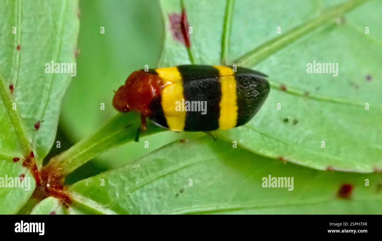 (Sphenorhina rubra), Insecta, Moederzorg, Suriname Stock Photo - Alamy