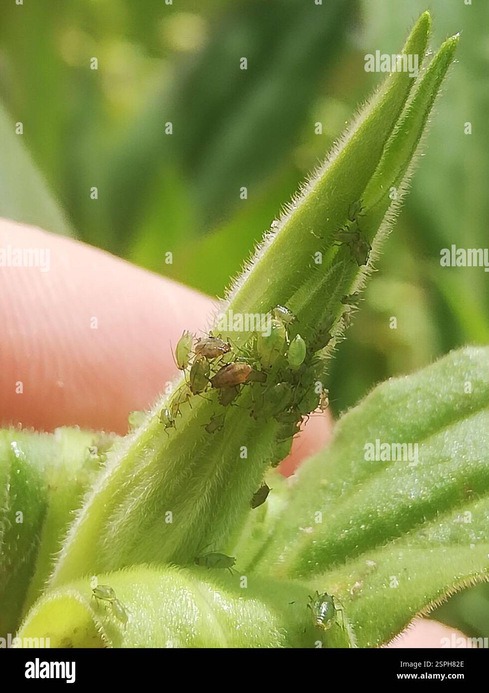 Aphids (Aphididae), Insecta, Harz, DE-ST, DE, Aphids mass occuring each ...