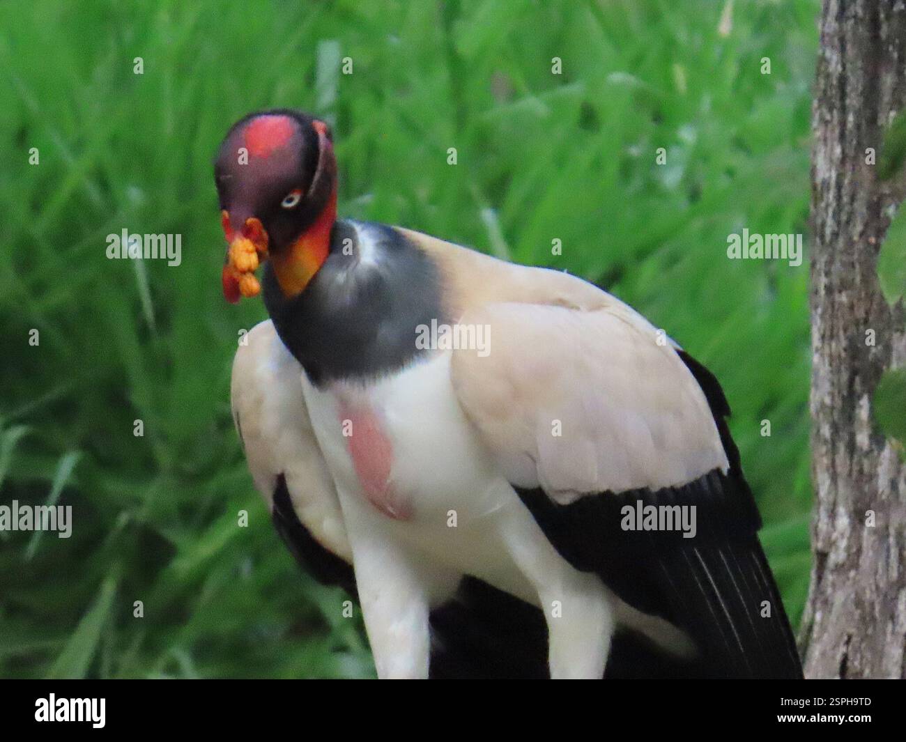 King vulture egg hi-res stock photography and images - Alamy