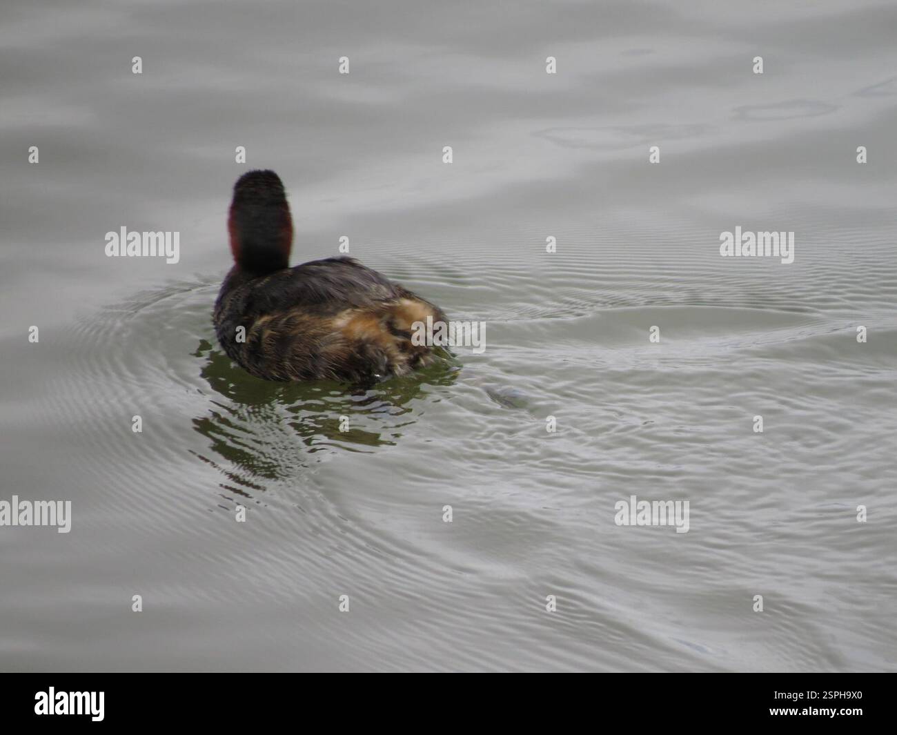 Little Grebe (Tachybaptus ruficollis), Aves, RSPB Old Moor Stock Photo ...