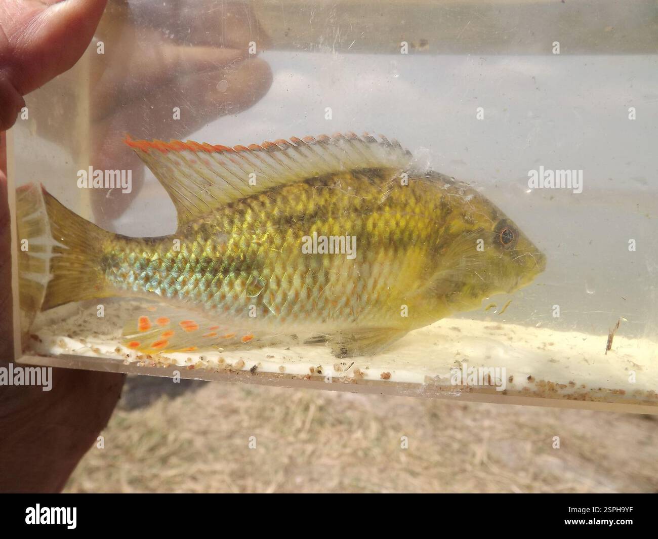 Orange-fringed Largemouth (Chetia brevis), Actinopterygii, Stoltznek ...