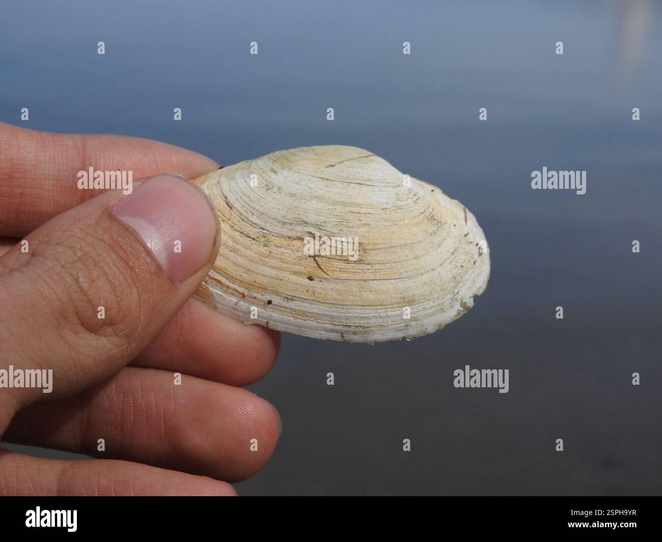 Soft-shelled Clam (Mya arenaria), Mollusca, Salem, MA, USA Stock Photo ...