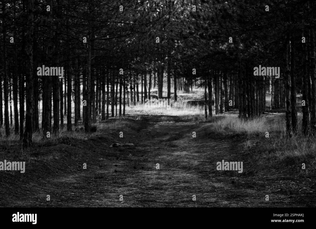 Illuminated foliage Black and White Stock Photos & Images - Alamy