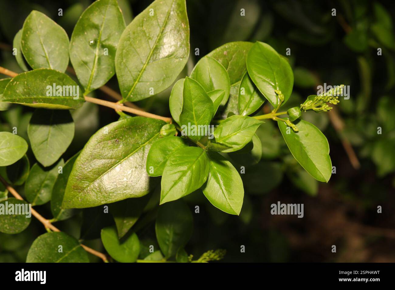 garden privet (Ligustrum ovalifolium), Plantae, Sefton Park, Croxteth ...