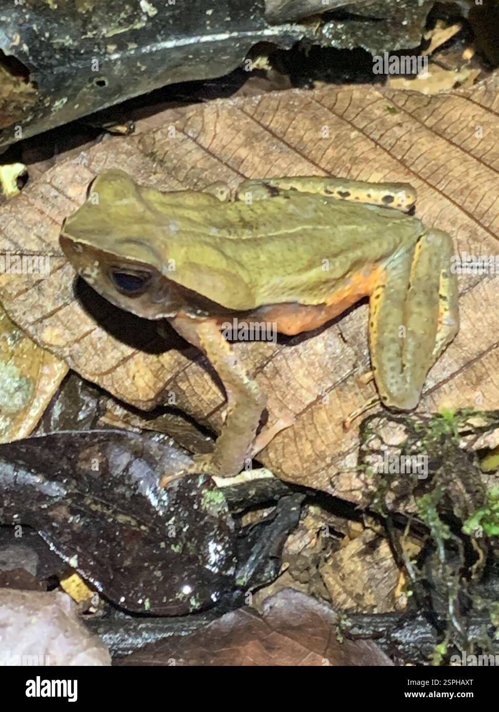 Leaf Litter Toad (Rhaebo haematiticus), Amphibia, Sur, Sarapiqui ...