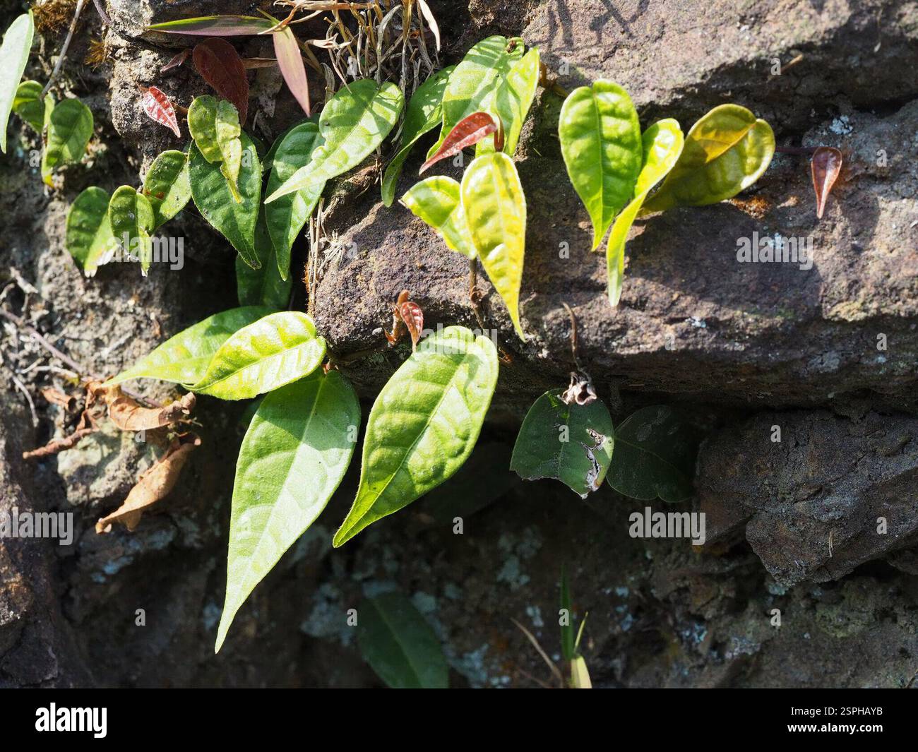 Impressed Sarmentosa Fig (Ficus sarmentosa), Plantae, 台灣新北市 Stock Photo ...