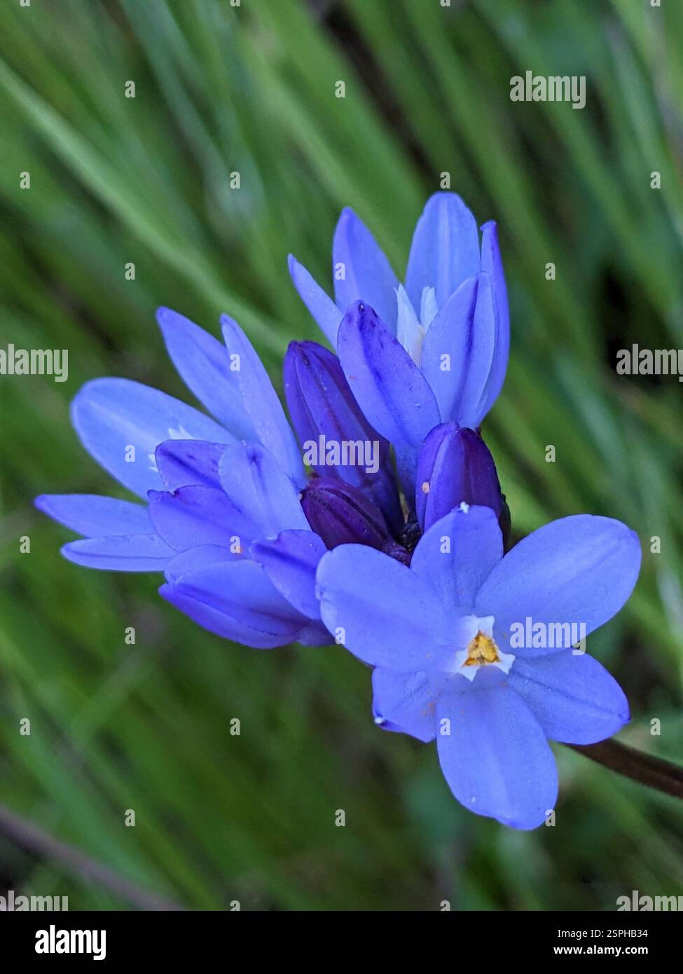 Blue Dicks (Dipterostemon capitatus), Plantae, Santa Cruz, CA, USA ...