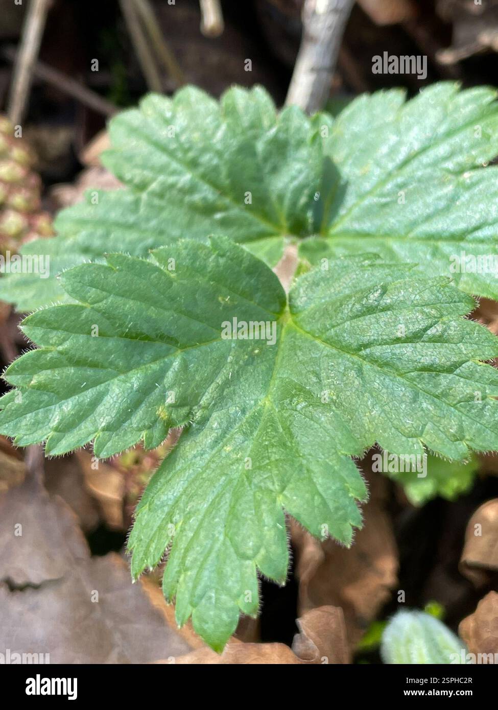 common cowparsnip (Heracleum maximum), Plantae, King County, US-WA, US ...