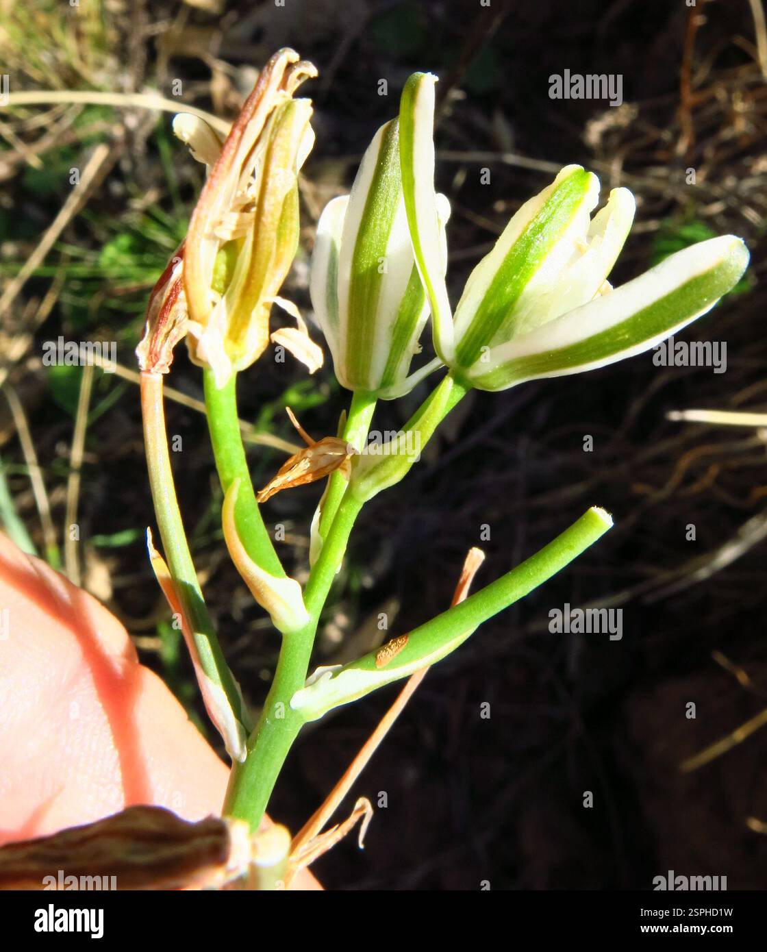 (Branciona), Plantae, Howick, South Africa, Thick Slime-lily (Albuca ...