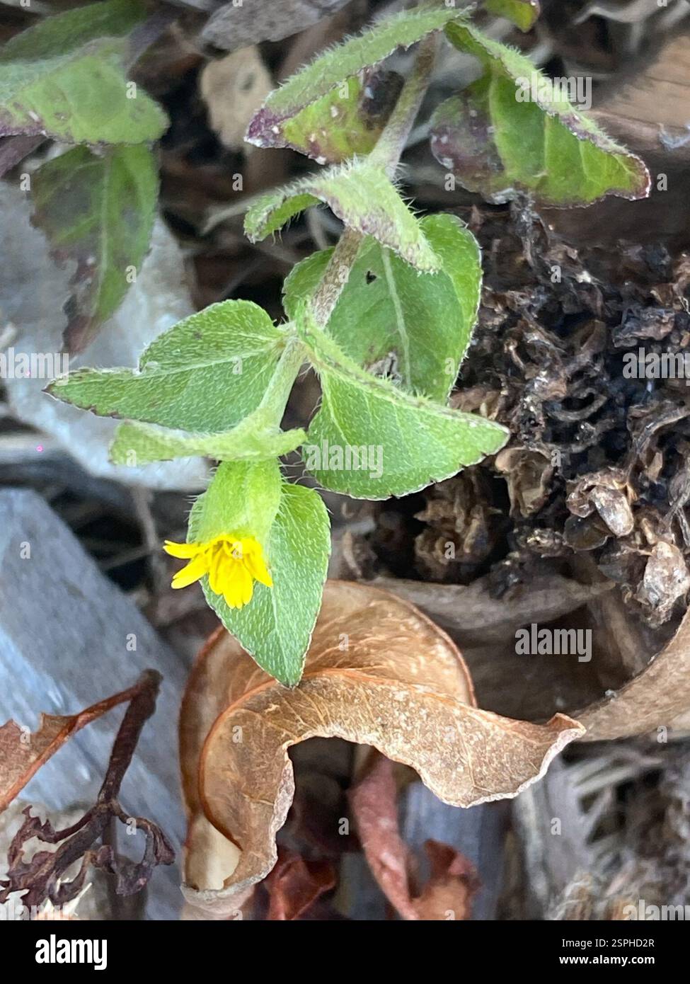 straggler daisy (Calyptocarpus vialis), Plantae, Wynnum Esplanade ...