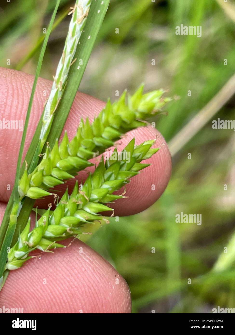 drooping sedge (Carex prasina), Plantae, Nantahala National Forest ...