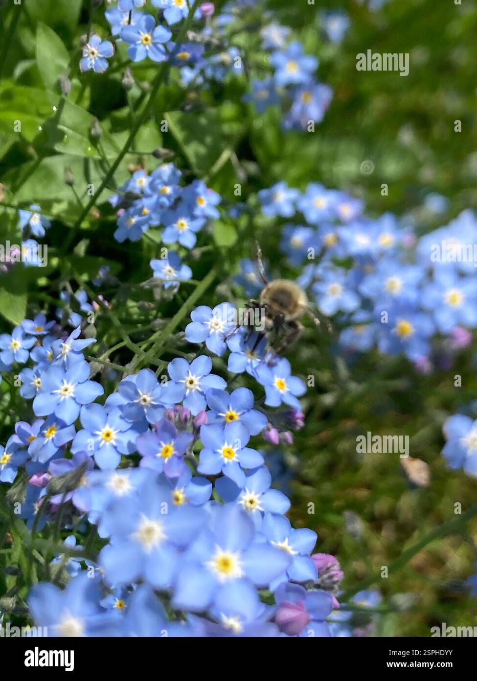 Hairy-footed Flower Bee (Anthophora plumipes), Insecta, Sheen Lane ...