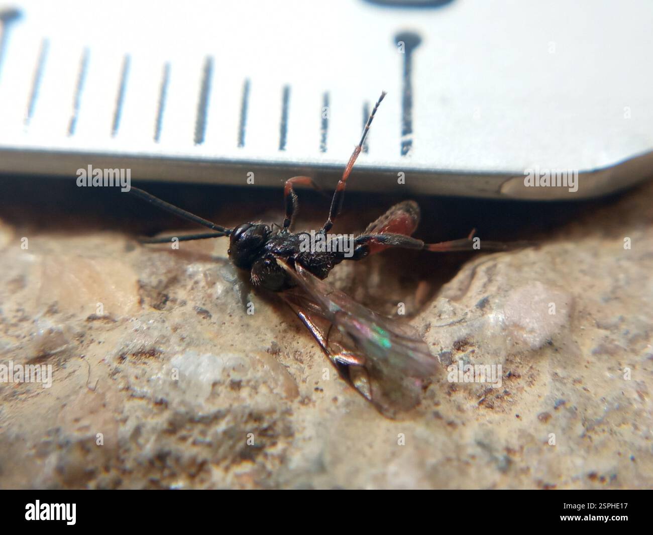 Ichneumonid Wasps (Ichneumonidae), Insecta, La Frette, 4mm Stock Photo ...