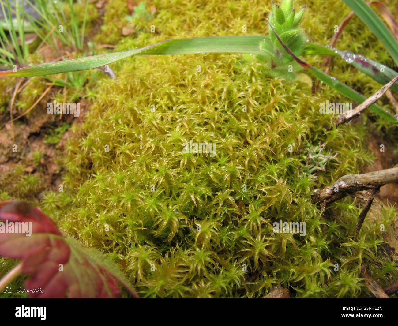 Side-fruited Crisp-moss (Tortella squarrosa), Plantae, Lugo, Spain, On ...