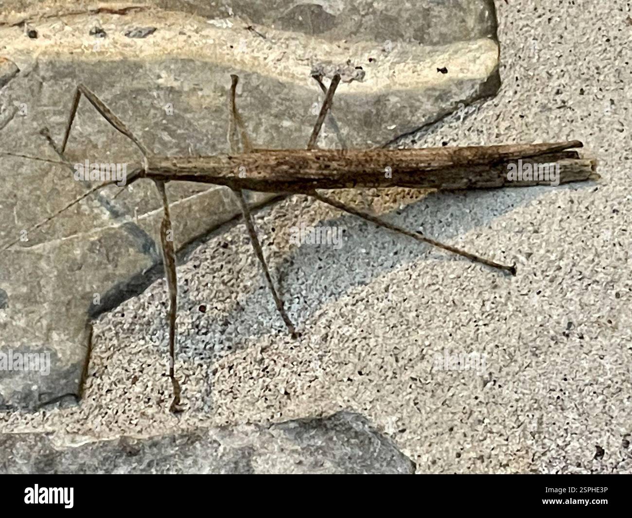 Iphicles hi-res stock photography and images - Alamy