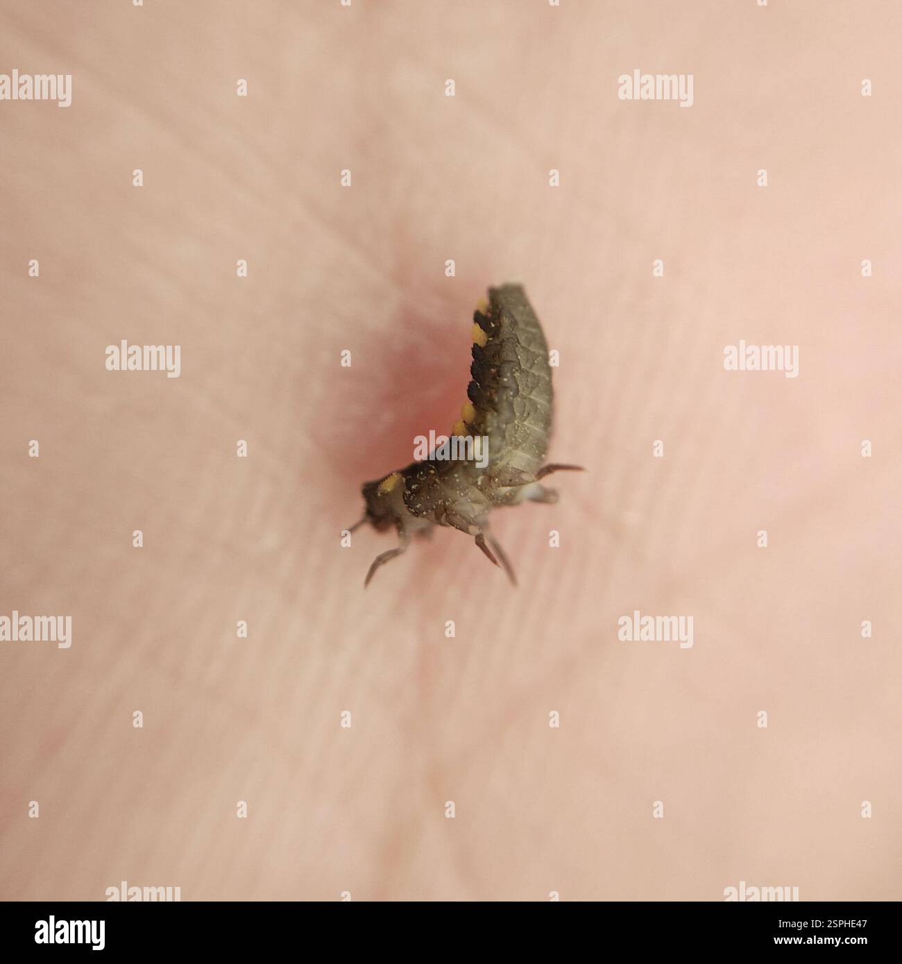 False Ladybird (Endomychus coccineus), Insecta, Kosanin dol, Pancharevo ...