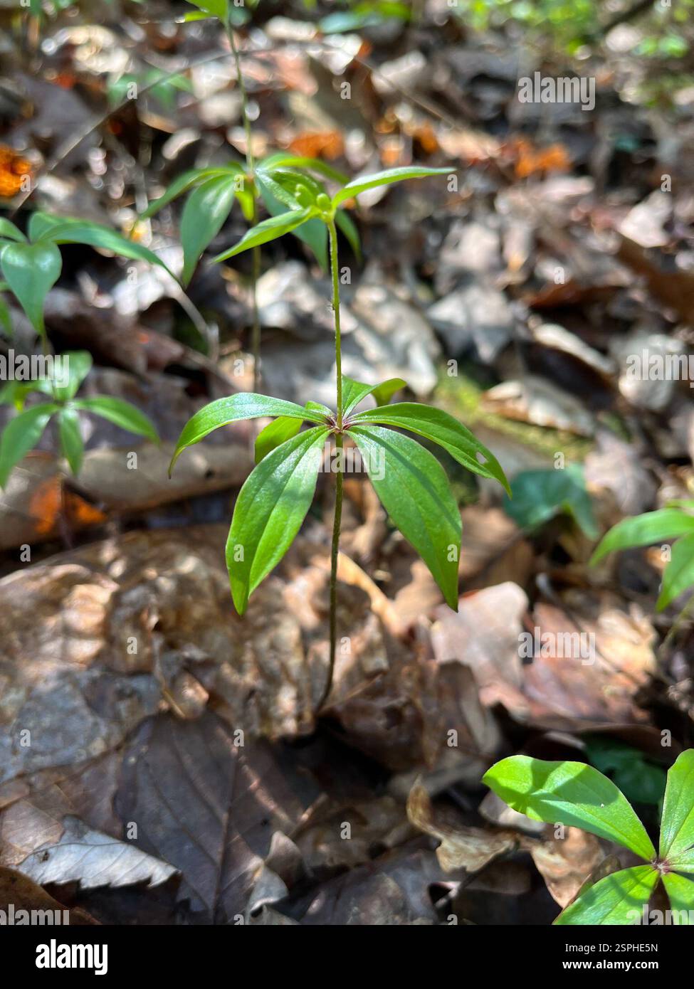 Cucumber Root (Medeola virginiana), Plantae, Prentice Cooper State ...