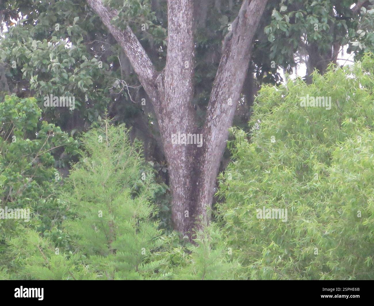 swamp chestnut oak (Quercus michauxii), Plantae, Windsor Forest ...