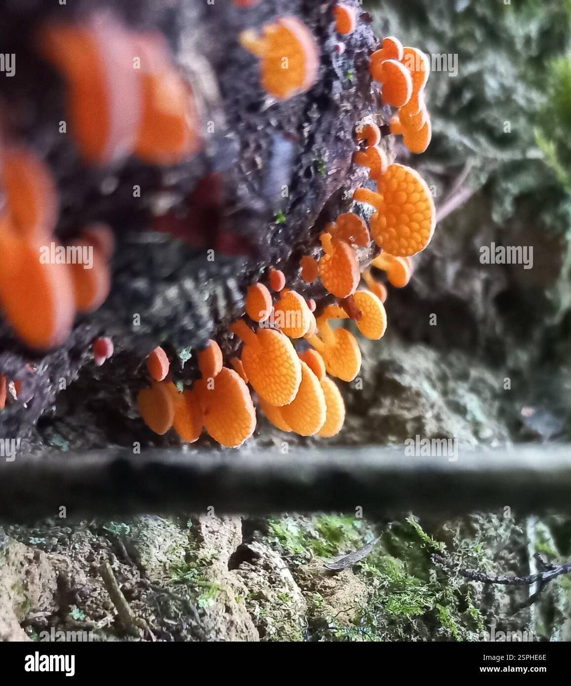 orange pore fungus (Favolaschia claudopus), Fungi, Roslyn, Dunedin, New ...