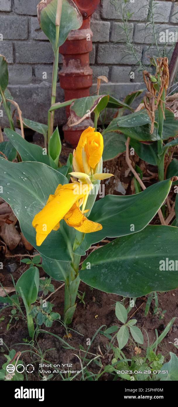 Family cannaceae peru hi-res stock photography and images - Alamy