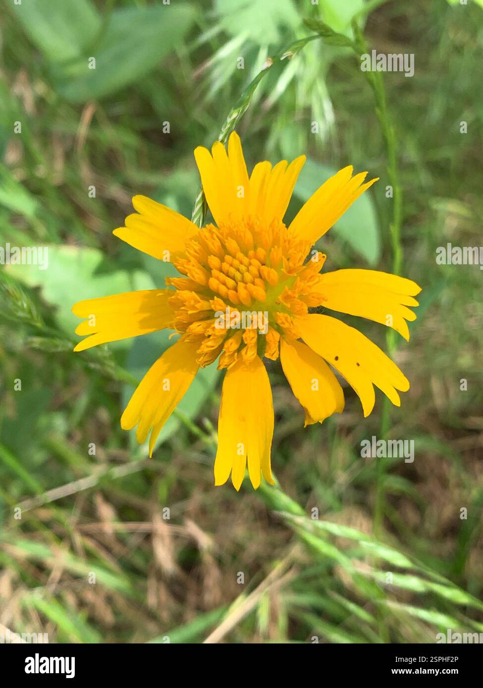 Huisache Daisy (Amblyolepis setigera), Plantae, Flower Mound, TX, US ...
