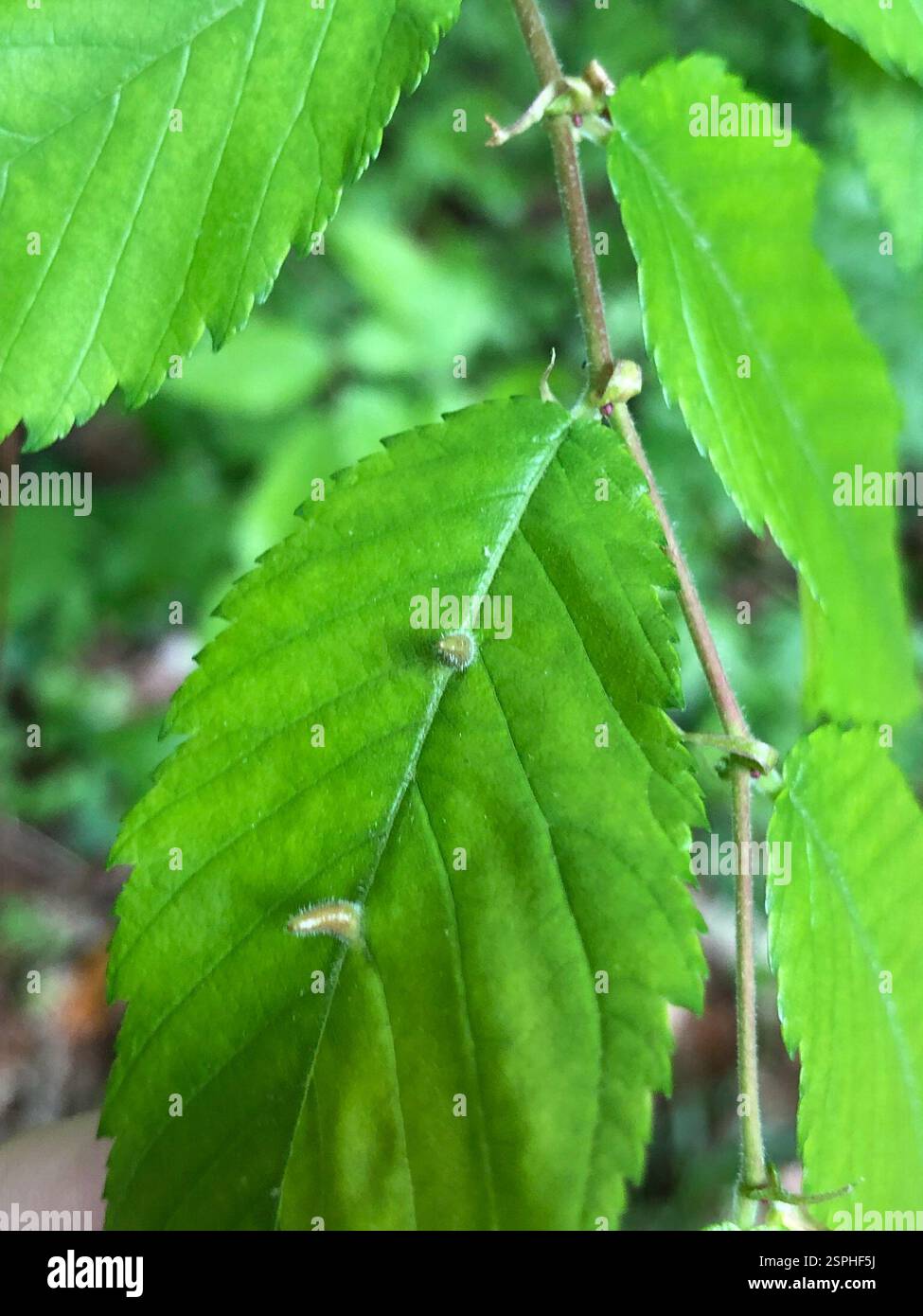 Elm Finger Gall Mite (Aceria parulmi), Arachnida, Lenox Rd NE, Atlanta ...