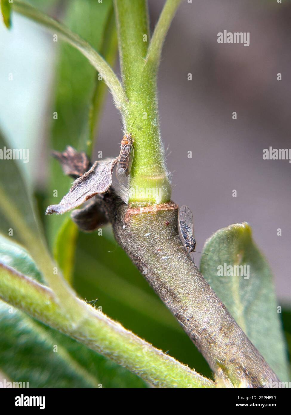 Psylloids (Psylloidea), Insecta, Montaña de Oro State Park, Los Osos ...