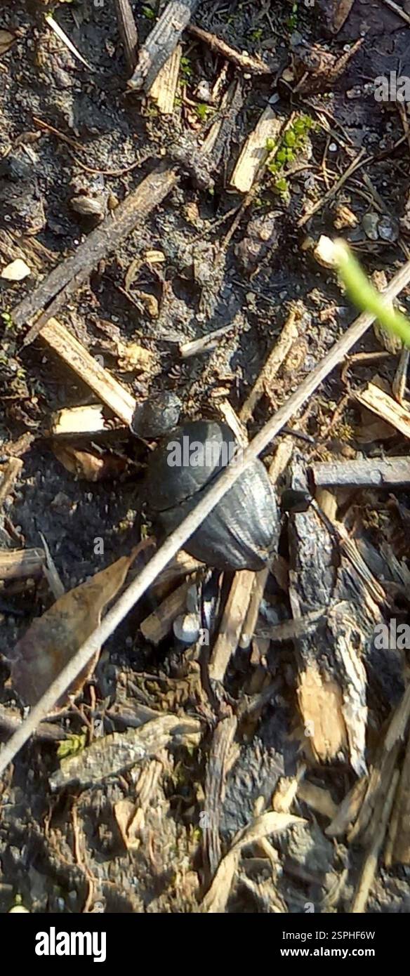 (Sisyphus schaefferi), Insecta, 821 06 Bratislava-Podunajské Biskupice ...