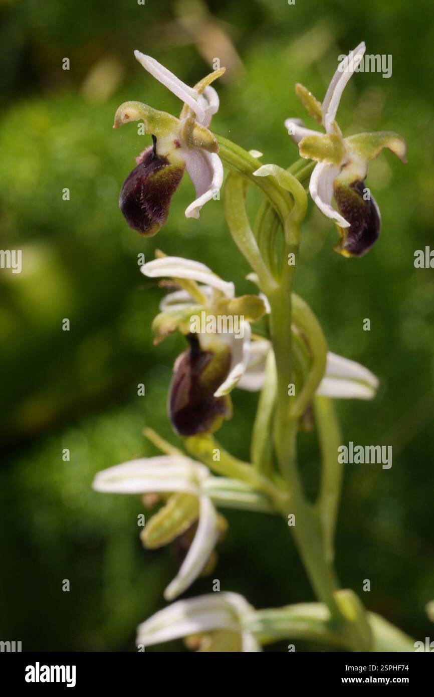 False spider orchid hi-res stock photography and images - Alamy