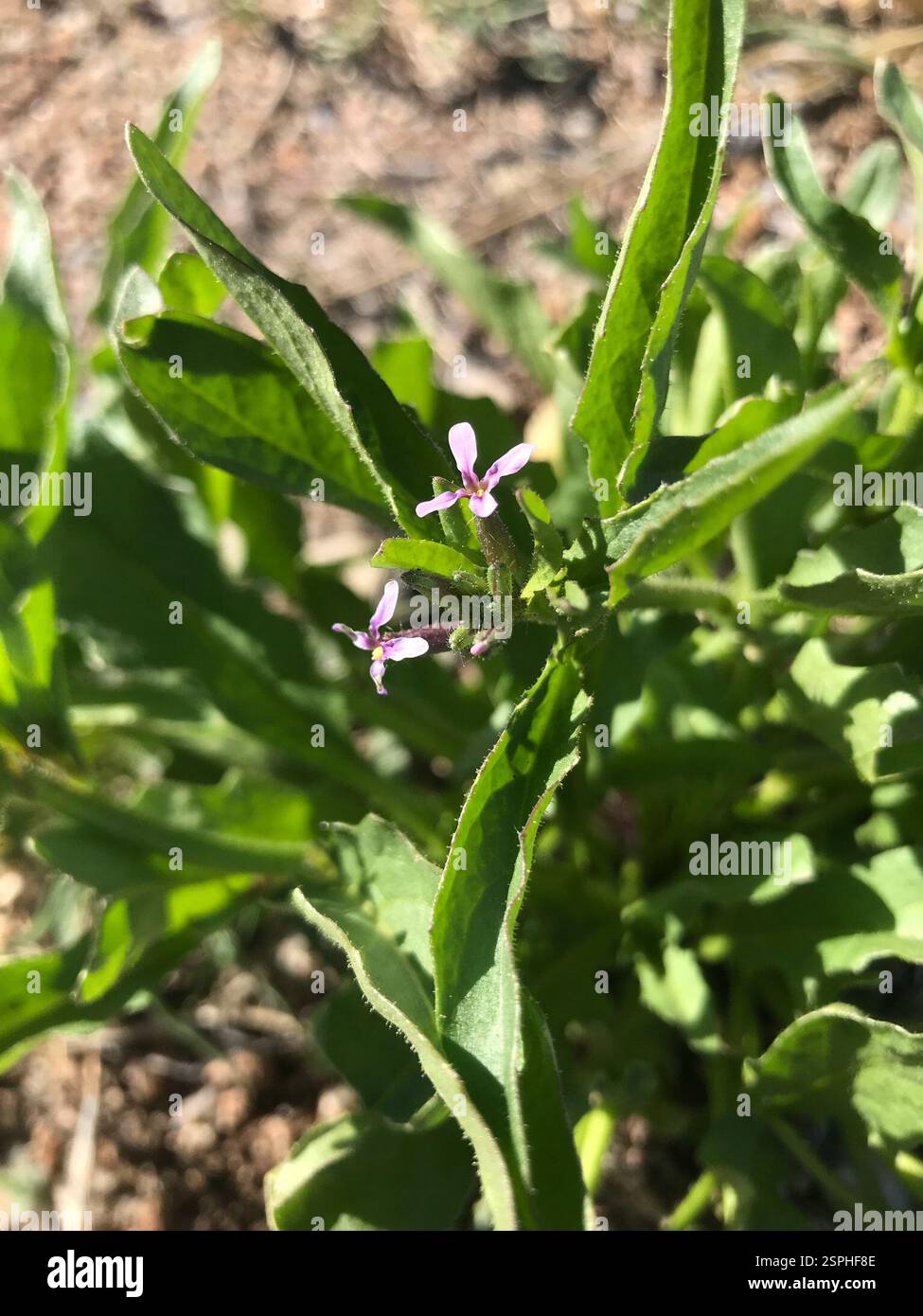 crossflower (Chorispora tenella), Plantae, Cibola National Forest ...