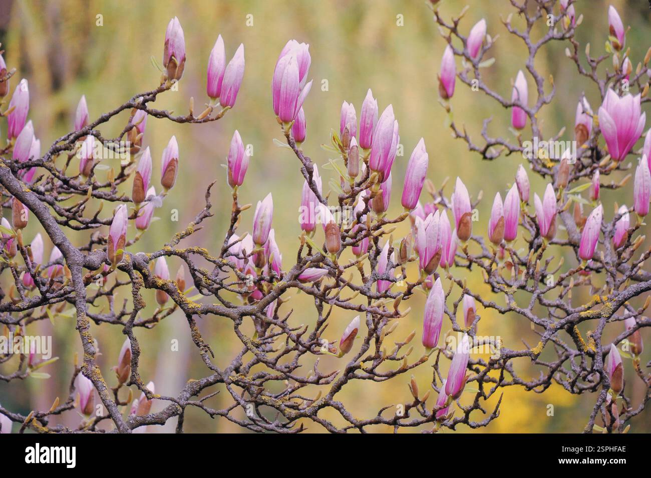 Spring season wallpaper concept hi-res stock photography and images - Alamy
