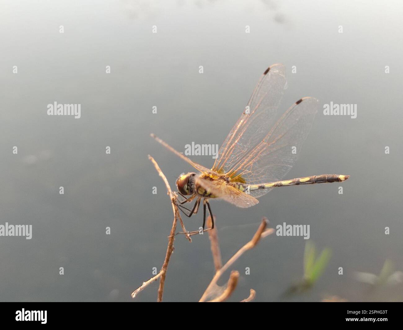 Dancing Dropwing (Trithemis pallidinervis), Insecta, GH67+49Q ...