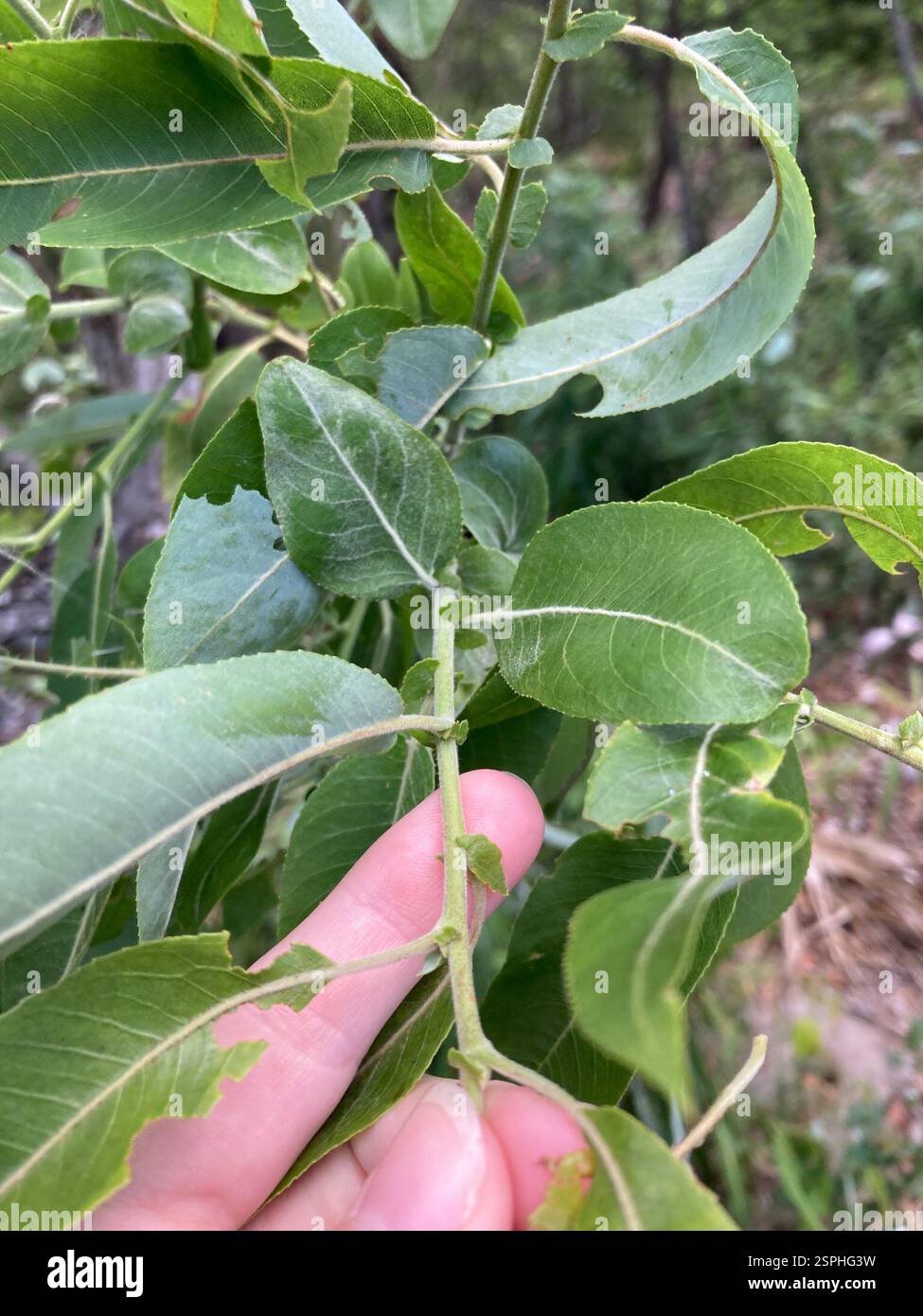 Carolina willow (Salix caroliniana), Plantae, Florida Atlantic ...