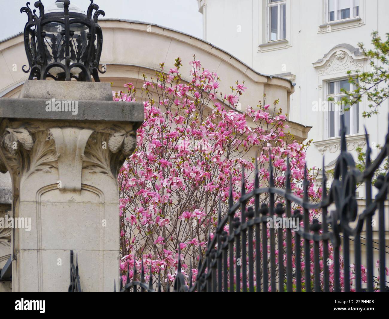 Magnolia blossom at the background of a historical building in Vienna ...