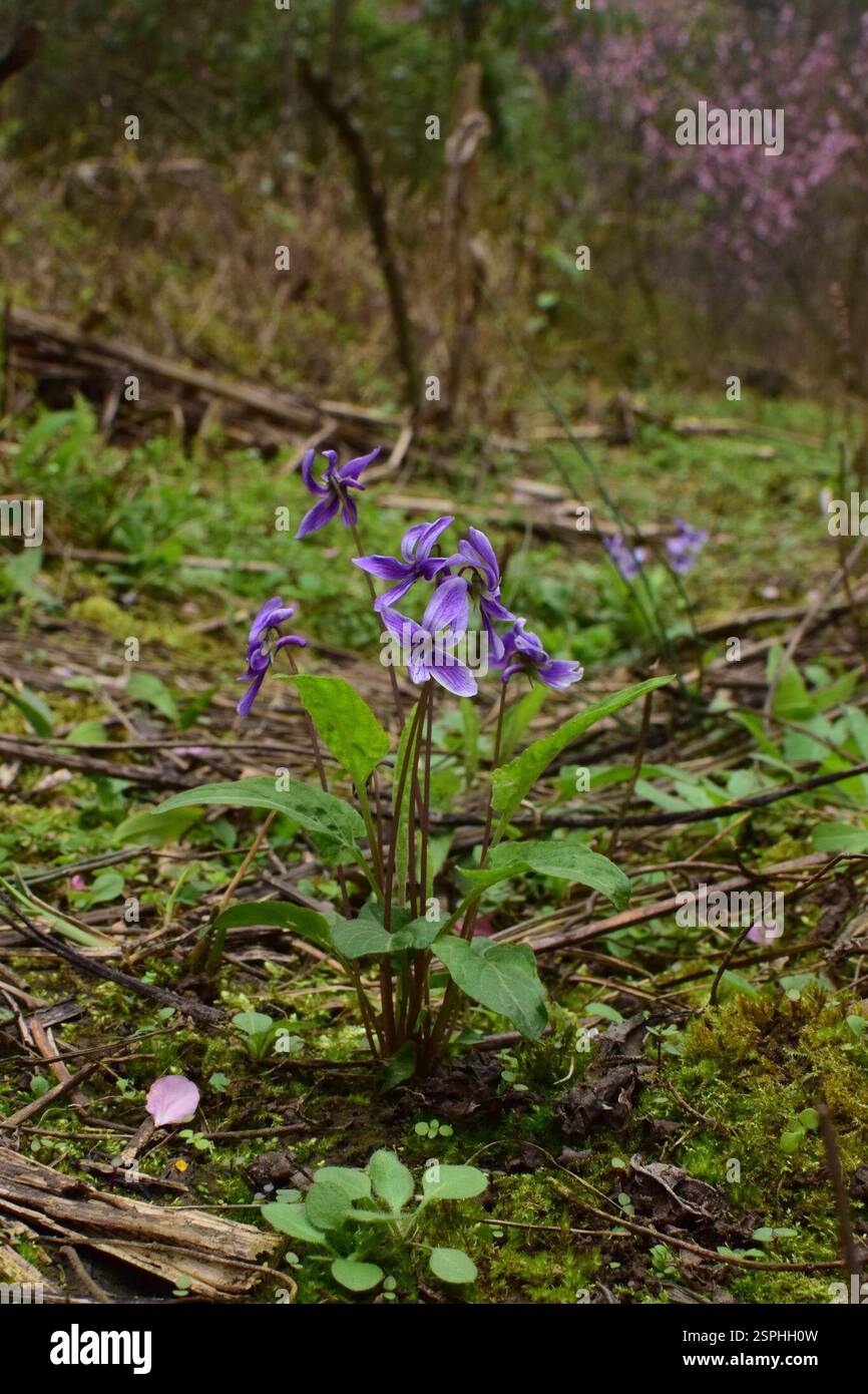 tokyo violet (Viola philippica), Plantae, 中国贵州省黔南布依族苗族自治州龙里县 Stock ...
