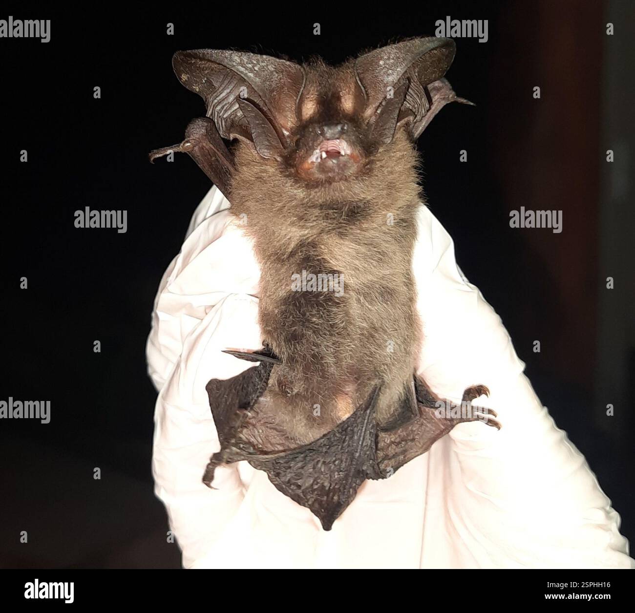 Histiotus velatus hi-res stock photography and images - Alamy